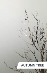 Shadows Of Nature Etched Glass